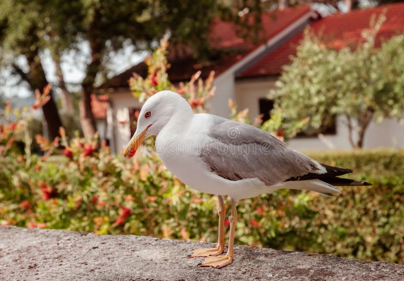 Detailed Close-up of Seagull Perching Outdoors, with Focus on Its Sharp ...