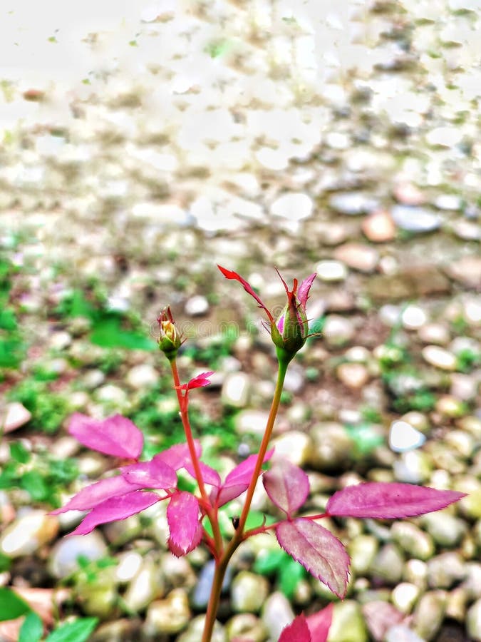 Close-up of Rose Buds and Vibrant Pink Leaves Stock Photo - Image of ...