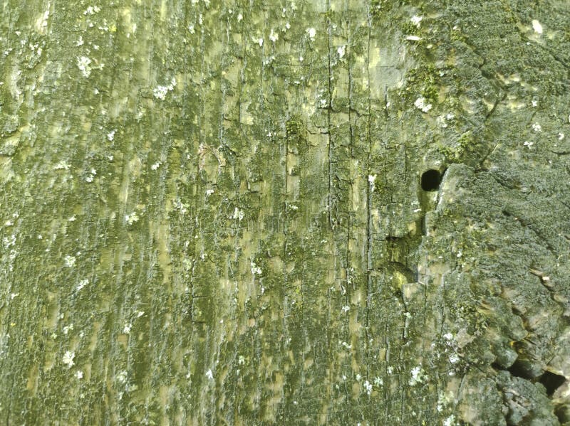 A Detailed Close-up Shot of Green Oak Tree Bark Texture. Stock Photo ...
