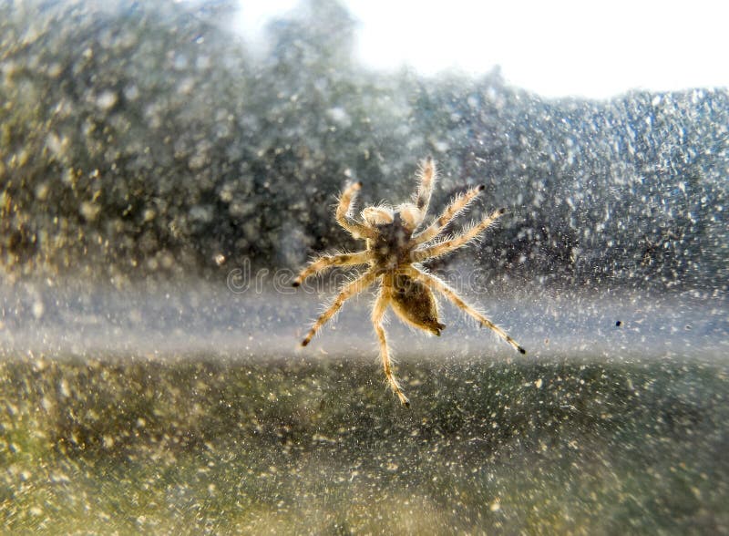Spider web on a window stock image. Image of untidy - 227894629
