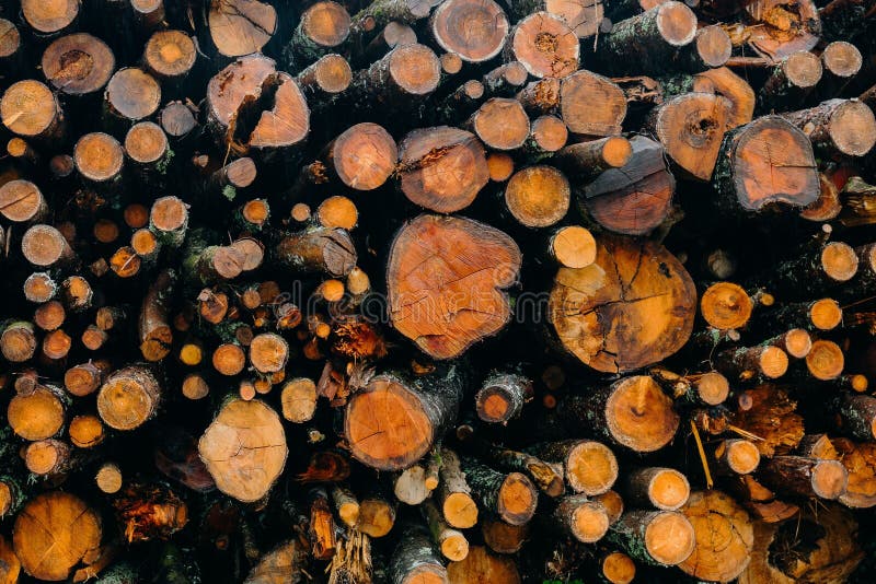 Detailed Close-up of Stacked Logs with Various Sizes and Textures ...