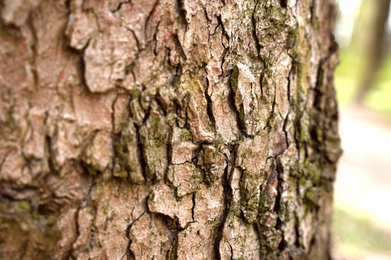 Detailed Close-up of Tree Bark Showcasing Unique Textures and Patterns ...