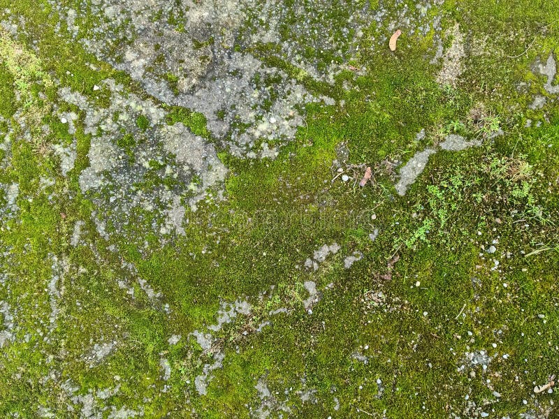Detailed Close Up View at Different Moss Textures on a Forest Ground ...