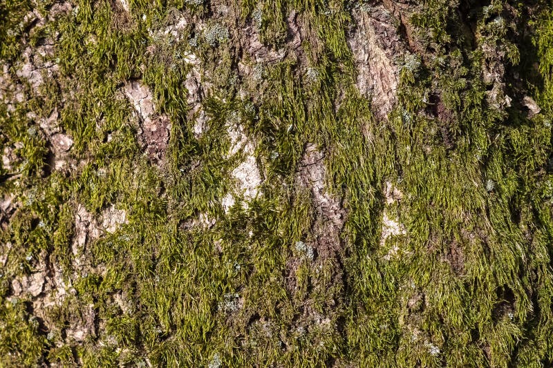 Detailed Close Up View at Different Moss Textures on a Forest Ground ...