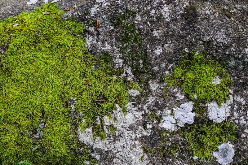 Detailed Close Up View at Different Moss Textures on a Forest Ground ...