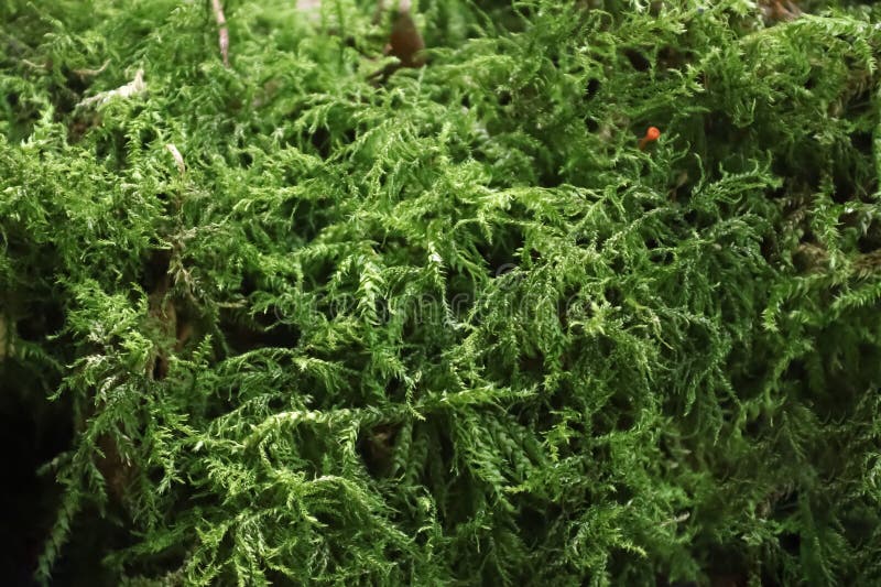 Different moss on the tree stock photo. Image of grows - 55219806