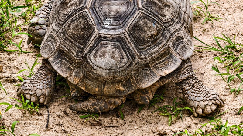 Close-up of a Tortoise Shell and Legs Stock Image - Image of rough ...