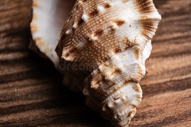 Detailed Close-up View of a Shell Resting on a Wooden Surface ...