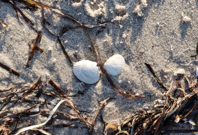Detailed Close Up View at Shells on a Sandy Beach at the Baltic Sea ...
