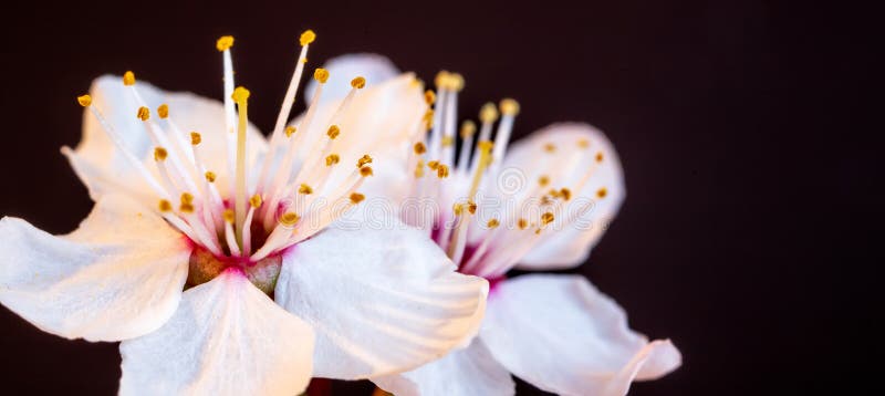 Blossom Spring Flowers a Black Background Stock Image - Image of botany ...