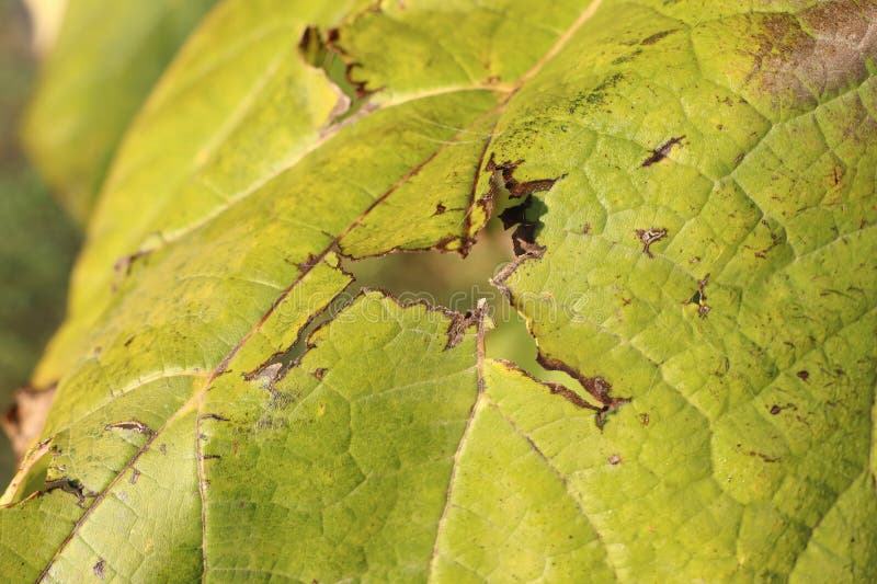 A Detailed Closeup Image of a Leaf Showcasing Its Unique and Intricate ...