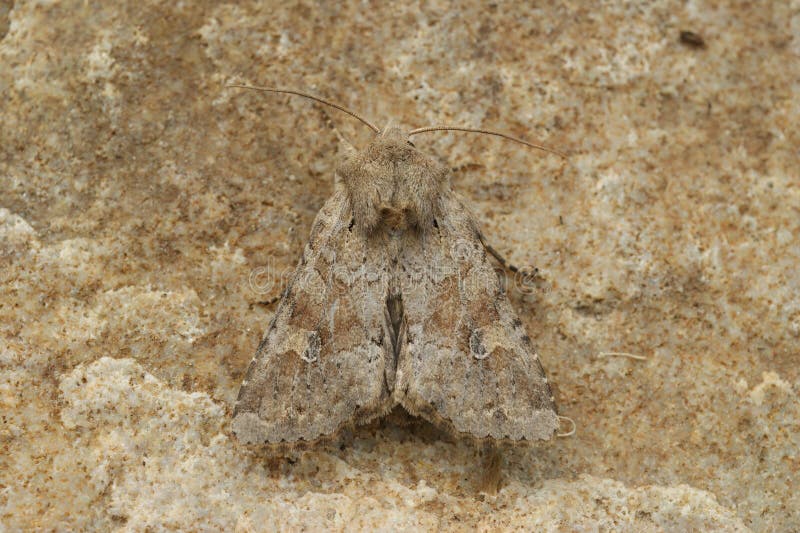 Apamea Sordens Stock Photos - Free & Royalty-Free Stock Photos from ...