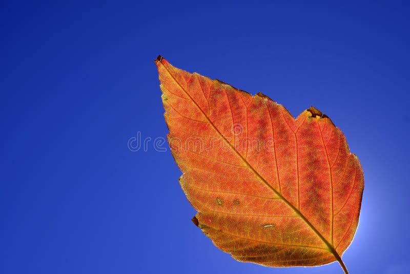 Detailed Closeup of Single Fall Leaf with Background Stock Photo ...