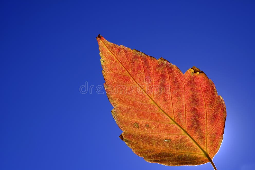 Detailed Closeup of Single Fall Leaf with Background Stock Photo ...