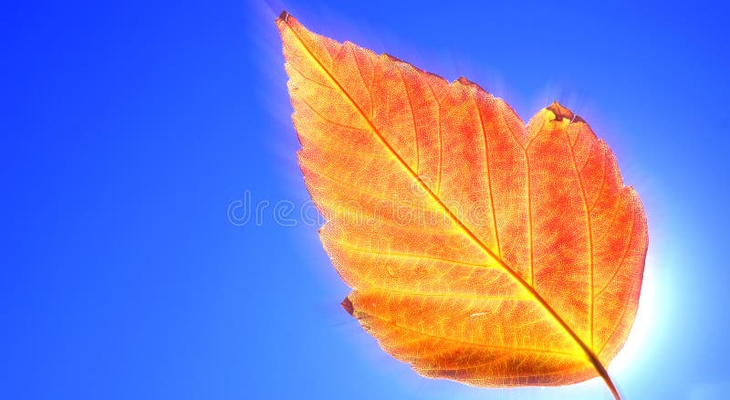 Detailed Closeup of Single Fall Leaf with Background Stock Image ...