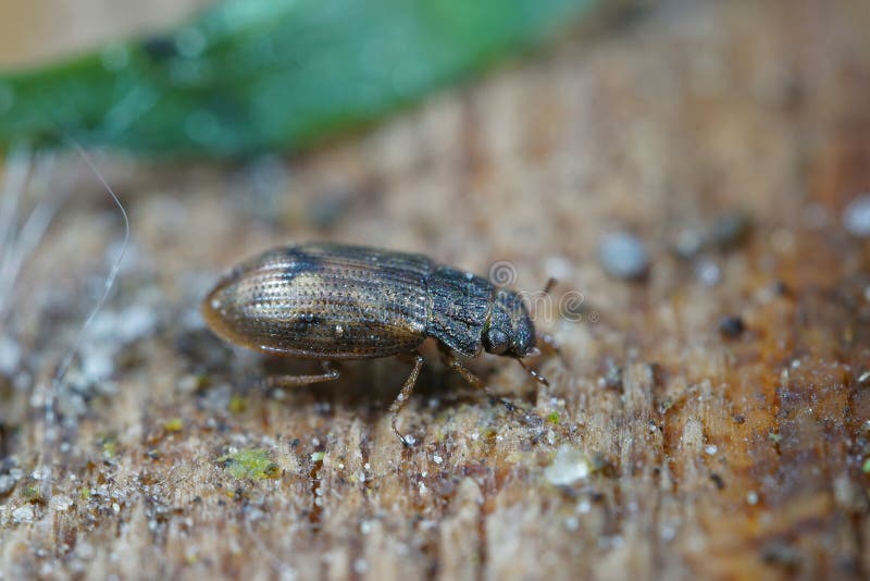 Closeup on a Small Brown Beetle, Helophorus Brevipalpis Stock Image ... Closeup on a Small Brown Beetle, Helophorus Brevipalpis Stock Image ...