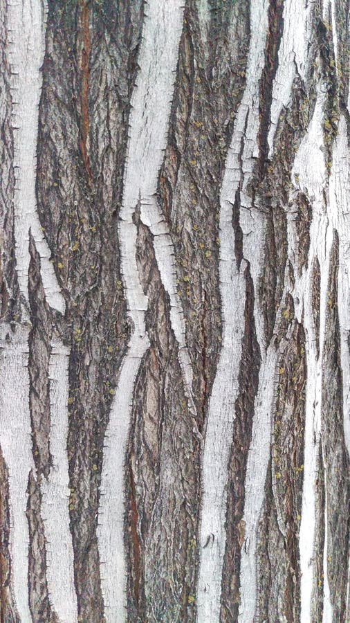 Red Maple Tree Trunk Closeup Stock Photo - Image of maple, detailed ...