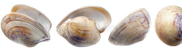Detailed Closeup of Three Clams, Exploring Textures and Patterns of ...
