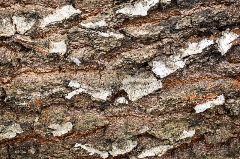 Detailed Closeup of White Birch (Betula Papyrifera) Bark Texture. Stock ...