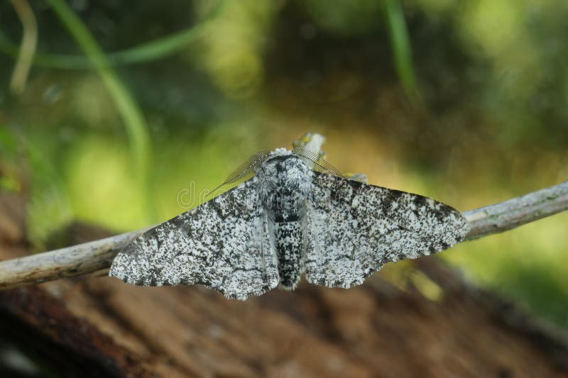 Closeup on the White Version of the Peppered Moth, Biston Betularia ...