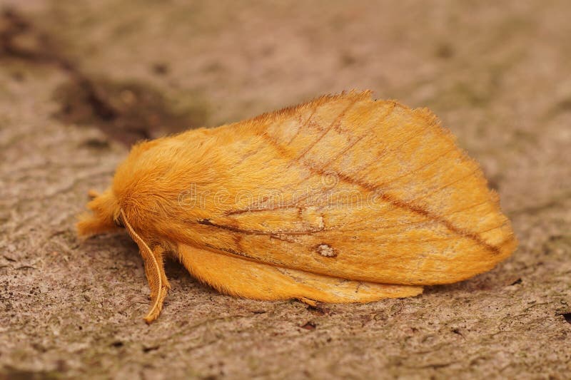 Red and Yellow Colored Flowers of Bromeliad- Stock Photo - Image of ...