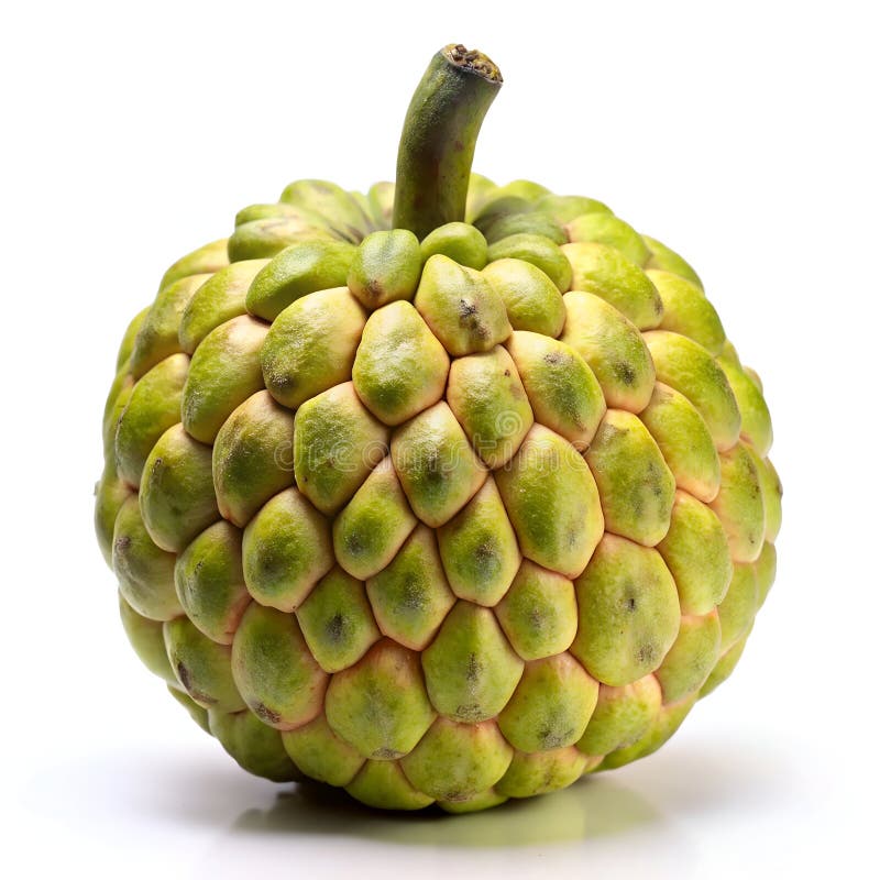 Bignay Icons Stock Illustrations – 2 Bignay Icons Stock Illustrations ...