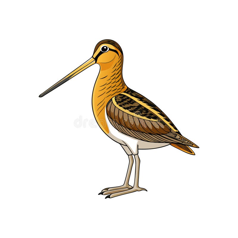Detailed Common Snipe Bird Artwork in Nature Stock Illustration ...