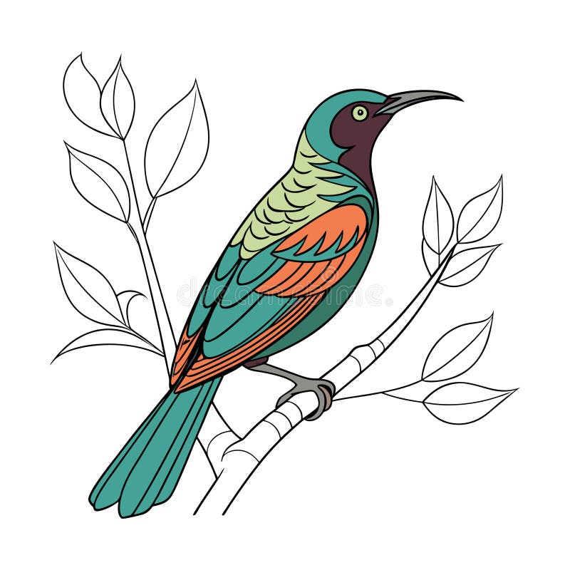 Detailed Common Sunbird Asity Bird Artwork Stock Illustration ...