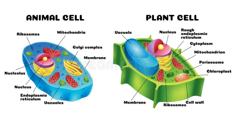 A Detailed Comparison of Diagrams Illustrating the Differences between ... A Detailed Comparison of Diagrams Illustrating the Differences between ...