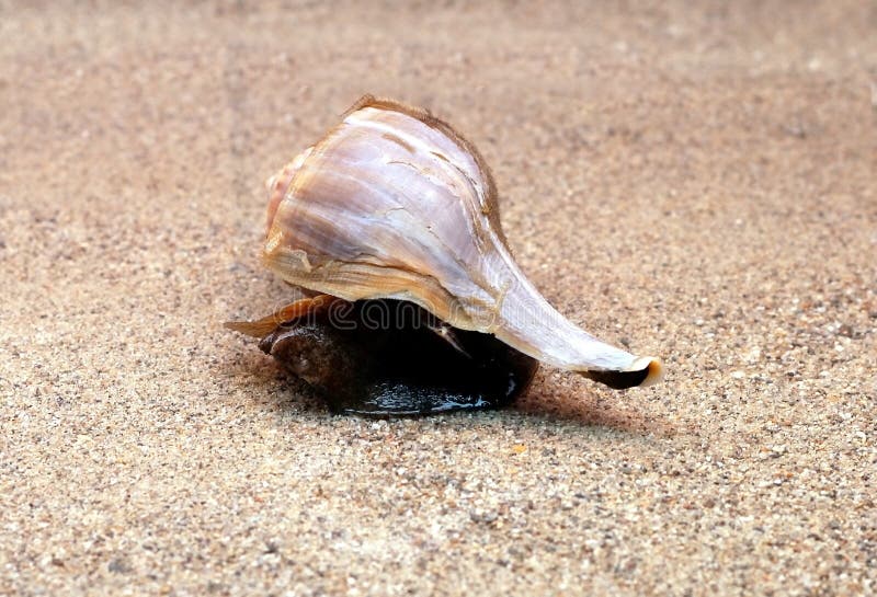 Detailed Conch stock image. Image of detailed, closeup - 1927259