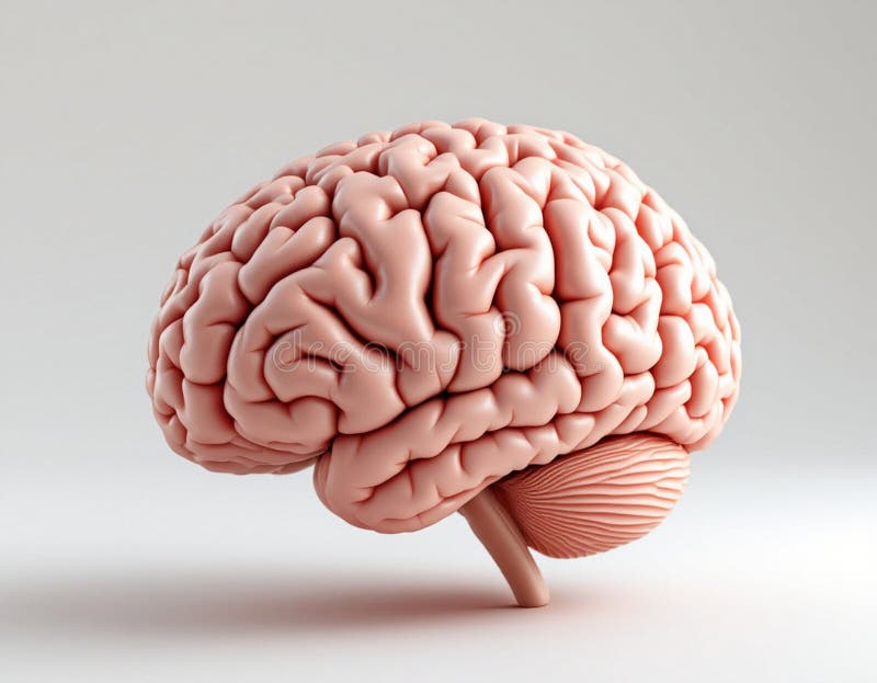 Sample stock illustration. Illustration of physiology - 356582297