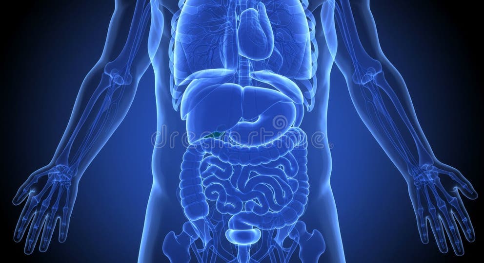 Detailed 3D Model of Human Digestive System Stock Illustration ...