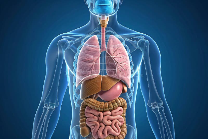 Human Anatomy Detailed 3D Model of Internal Organs Lungs Digestive ...