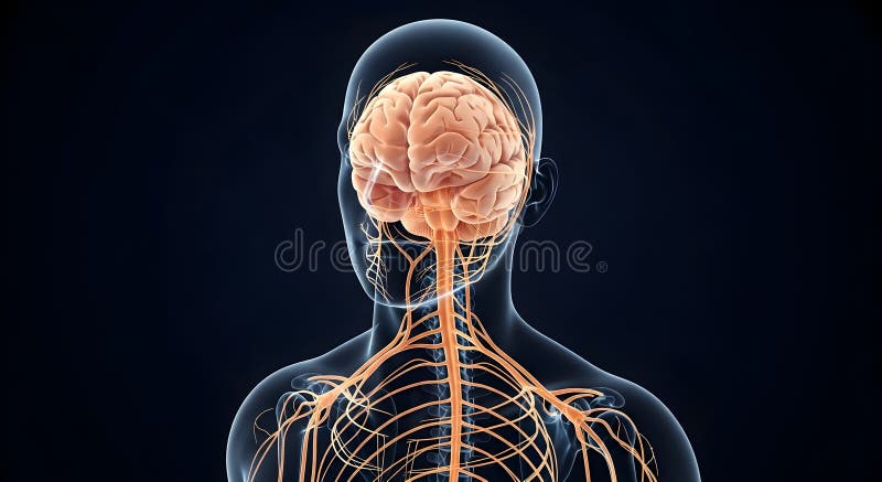 Human Brain and Nervous System Anatomy Stock Illustration ...