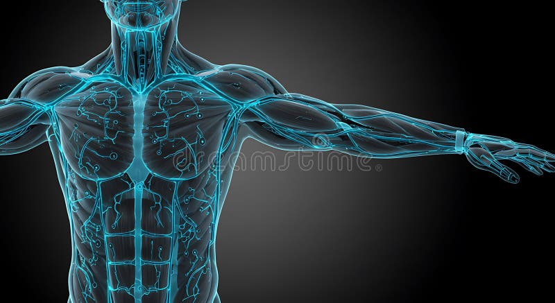 AI-Generated 3D Model of Human Upper Body Anatomy: Vascular System and ...