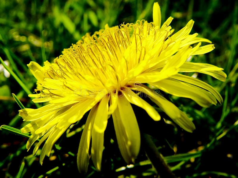 Detailed Dandelion stock photo. Image of yellow, officinale - 1682280