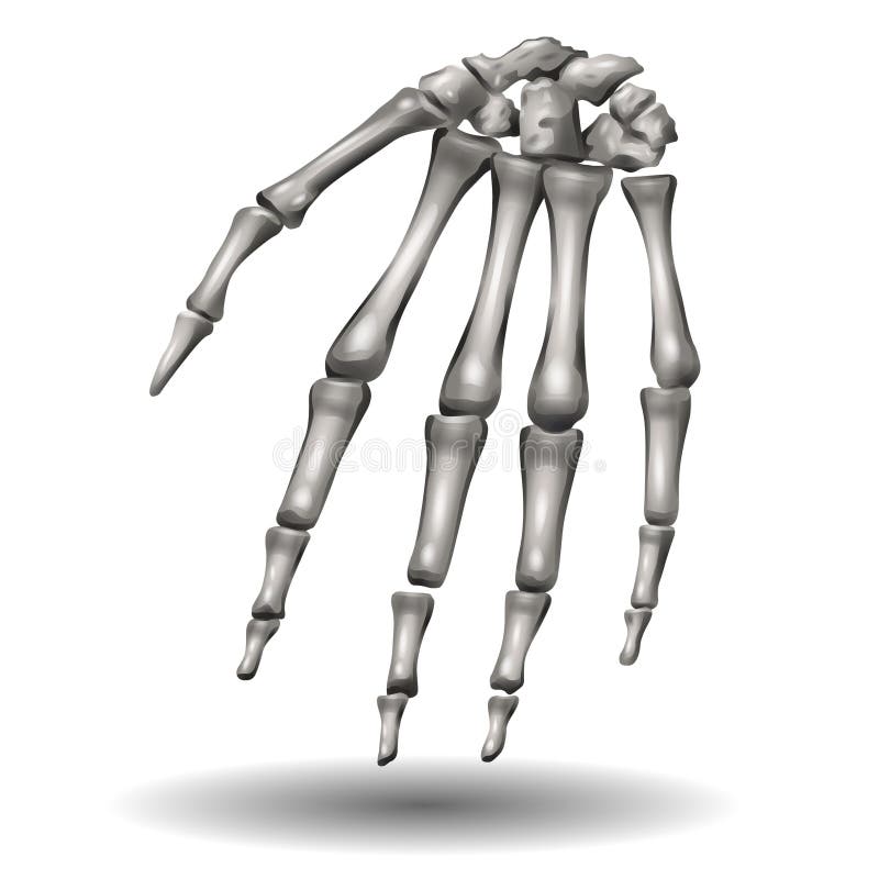A Detailed Depiction of a Human Hand Skeleton is Shown, Illustrating ...