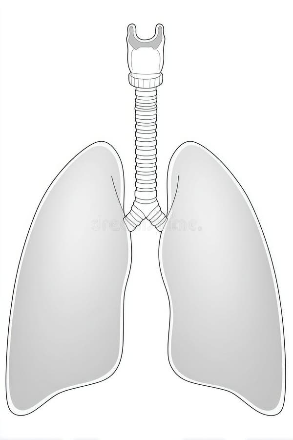 Human Ribs Diagram Stock Photos - Free & Royalty-Free Stock Photos from ...
