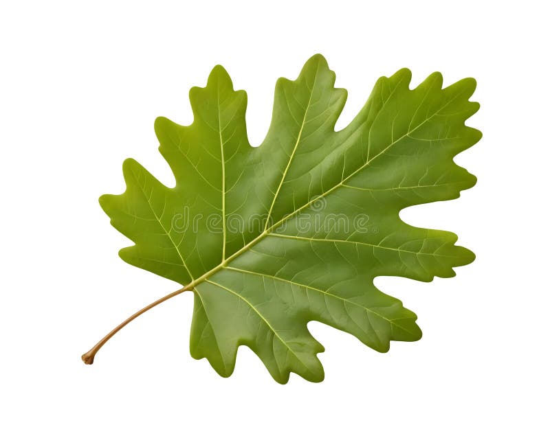 Fresh Green Oak Leaf with Distinct Lobes for Educational and Botanical ...