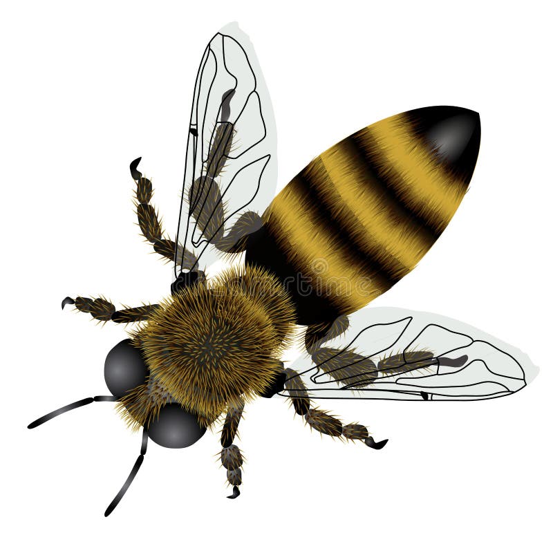 Monster Bee Stock Illustrations – 483 Monster Bee Stock Illustrations ...
