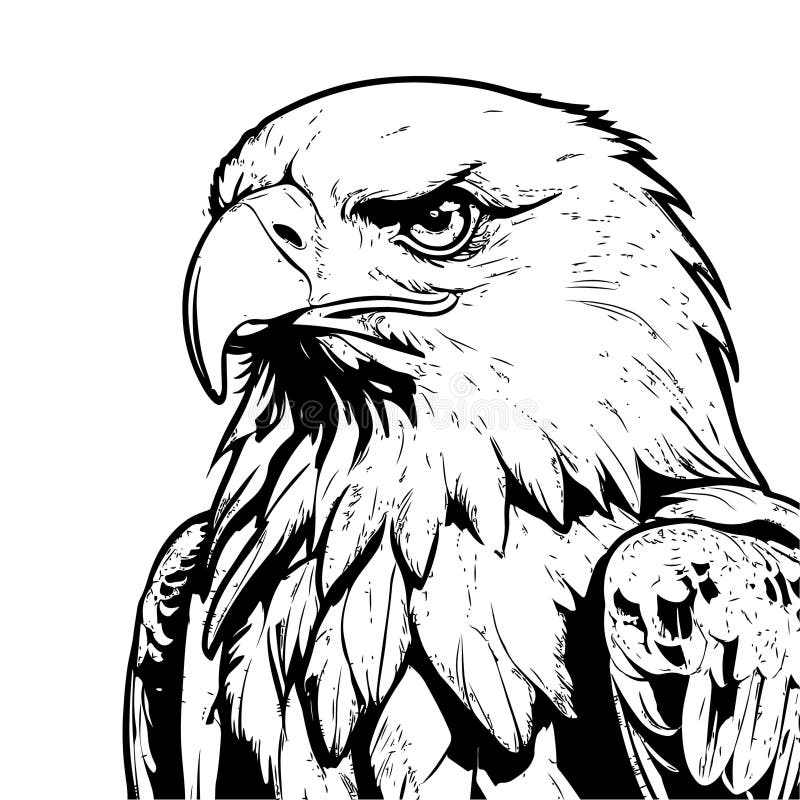 Detailed Eagle Line Art Illustration Stock Vector - Illustration of ...