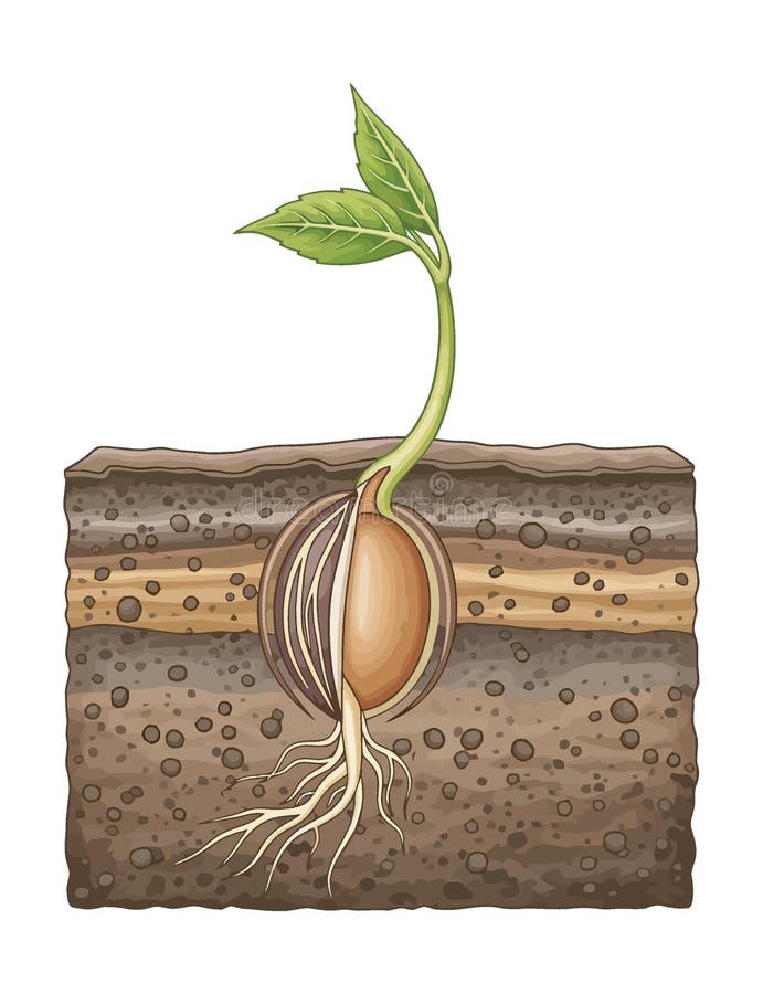 Botany Textbook Educational Infographic Illustration Stock ...