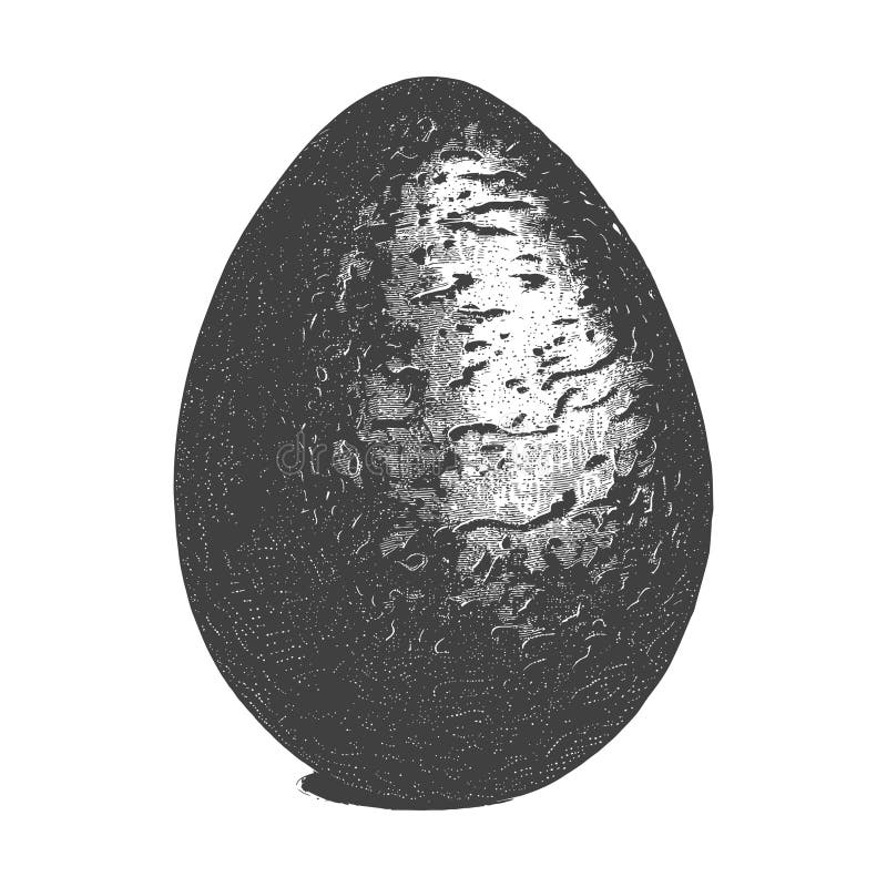 Intricate Engraved Bird Egg, Detailed Vintage Illustration Stock Vector ...