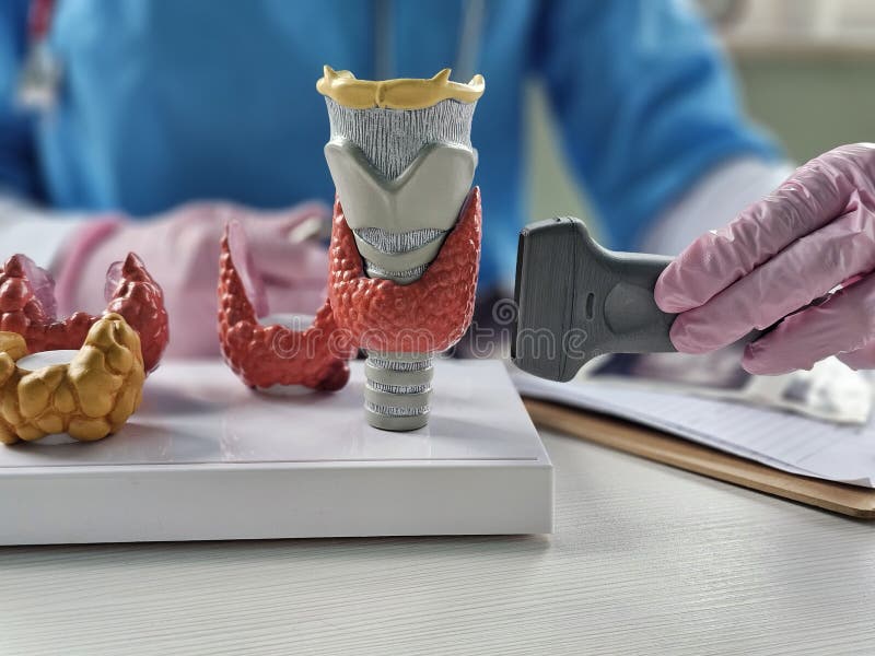 Detailed Examination of a 3D Printed Thyroid Model Using an Ultrasound ...