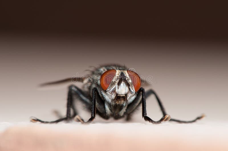 Fly Profile stock photo. Image of colour, clear, detailed - 25432756