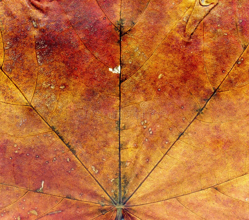 Detailed Fall Maple Leaf Texture Stock Image - Image of maple, colorful ...