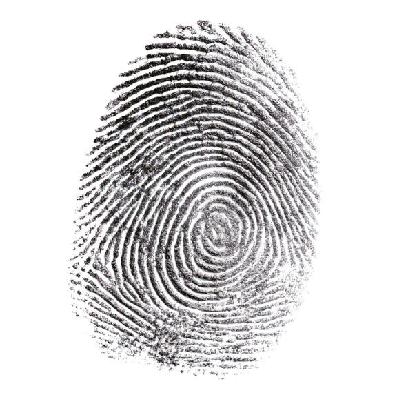 A Single Fingerprint with Detailed Ridges on a Plain White Surface ...