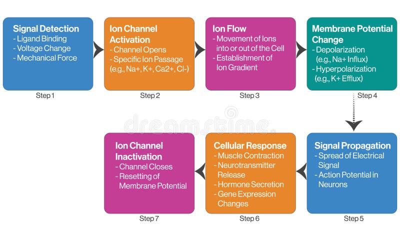 Detailed Flowchart of Ion Channel Signaling Pathways on White ...