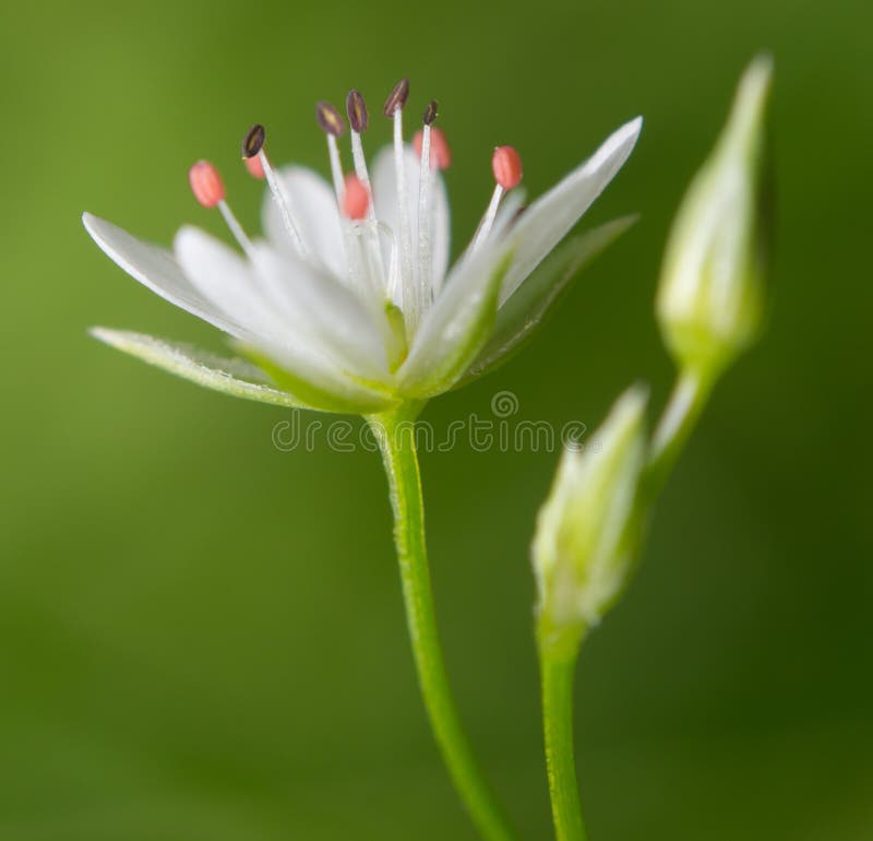 Detailed flower stock image. Image of biology, funny - 42857619