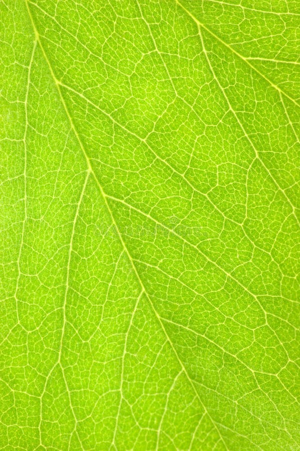 Detailed Green Leaf Macro Background Texture, Large Pattern Closeup ...